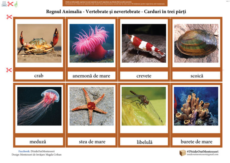 Regnul Animalia – Format Fizic – InsideOutMontessori
